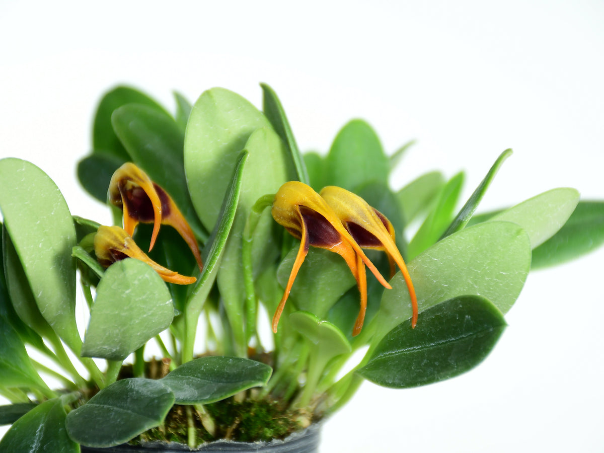 Masdevallia arangoi - Intermediate to Cool Growing Orchid from Ecuador ...