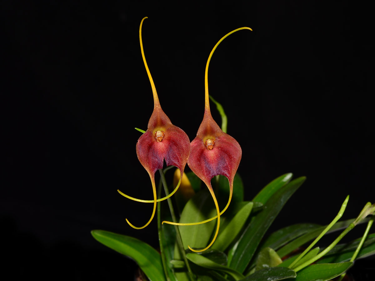Masdevallia ayabacana x Masd. venus — Ecuagenera Orquídeas del Ecuador