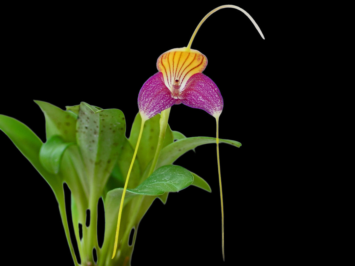 Masdevallia caudata — Ecuagenera Orquídeas del Ecuador