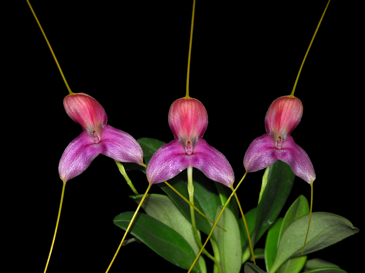 Masdevallia caudata ‘Gigi’ — Ecuagenera Orquídeas del Ecuador
