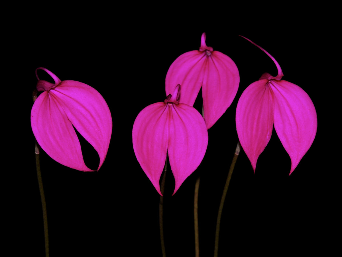 Masdevallia coccinea — Ecuagenera Orquídeas del Ecuador