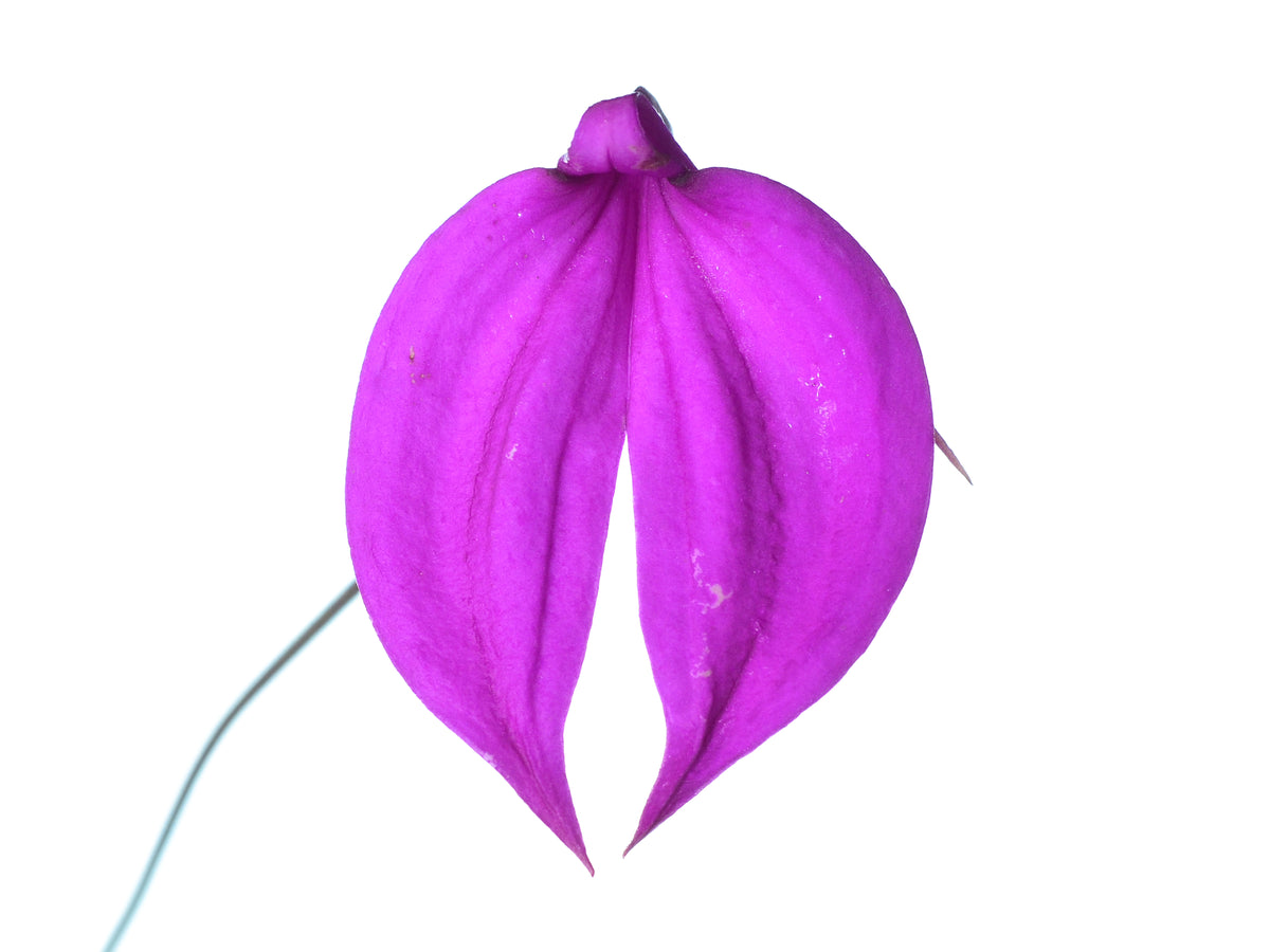 Masdevallia coccinea 'Dorado' — Ecuagenera Orquídeas del Ecuador