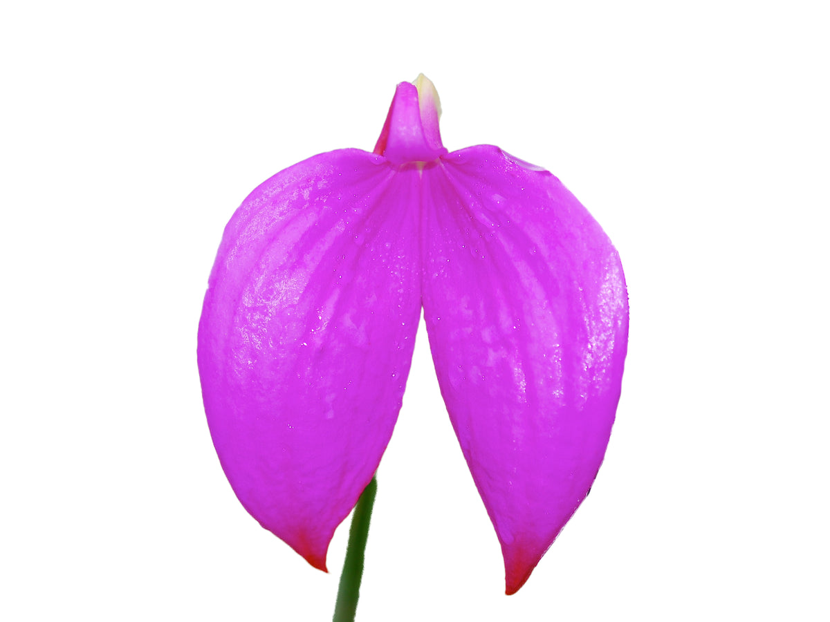 Masdevallia coccinea 'Gigantea' — Ecuagenera Orquídeas del Ecuador