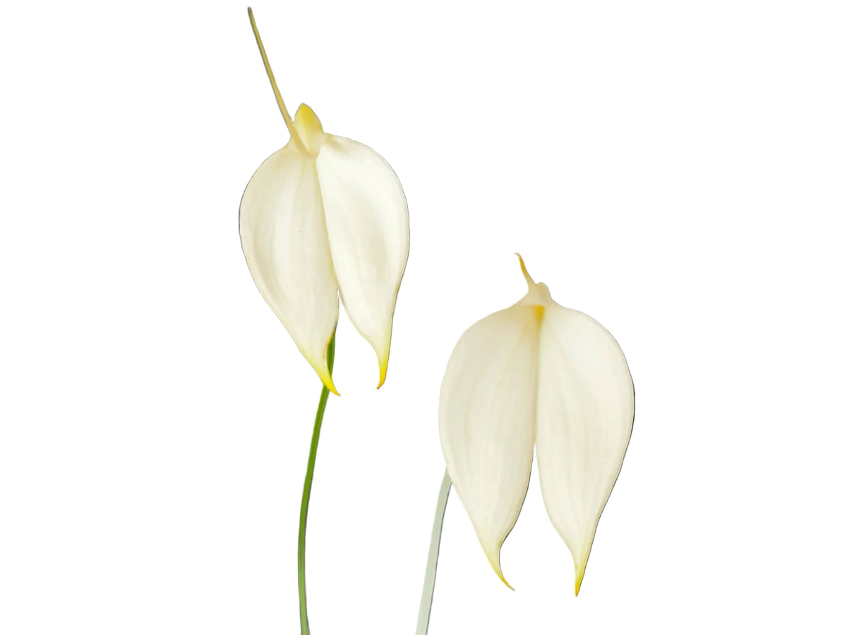 Masdevallia coccinea f. alba — Ecuagenera Orquídeas del Ecuador