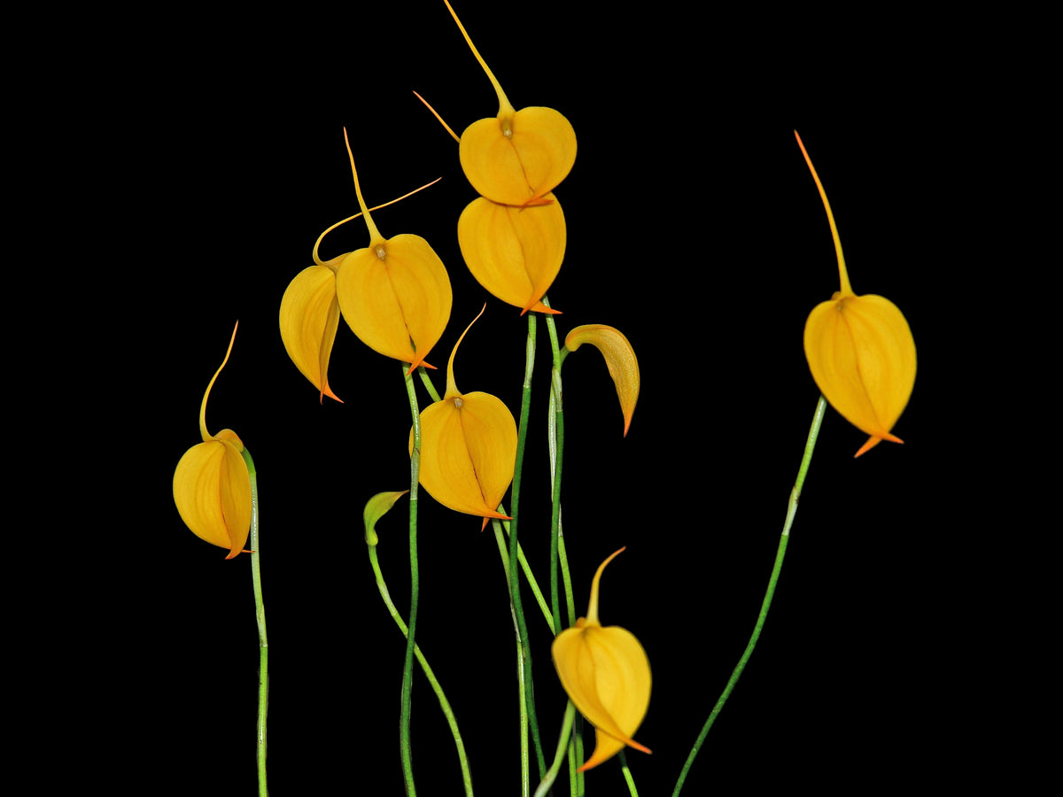 Masdevallia coccinea f. xanthina — Ecuagenera Orquídeas del Ecuador