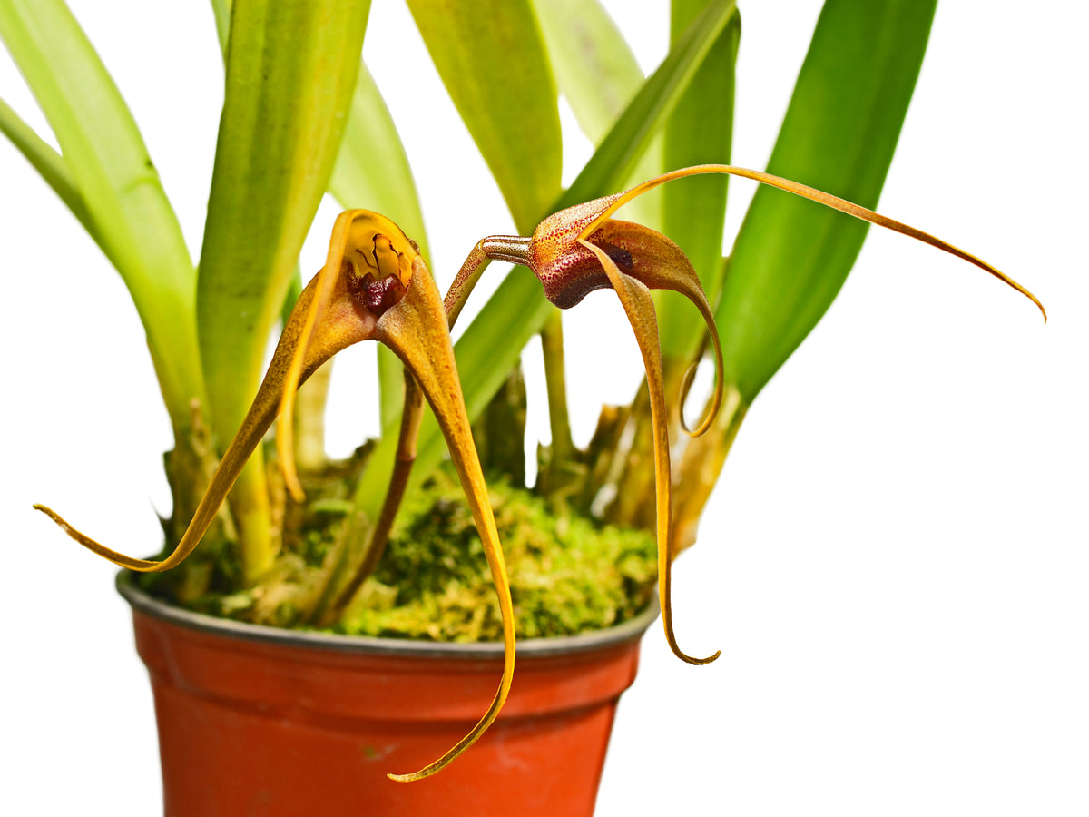 Masdevallia colossus — Ecuagenera Orquídeas del Ecuador