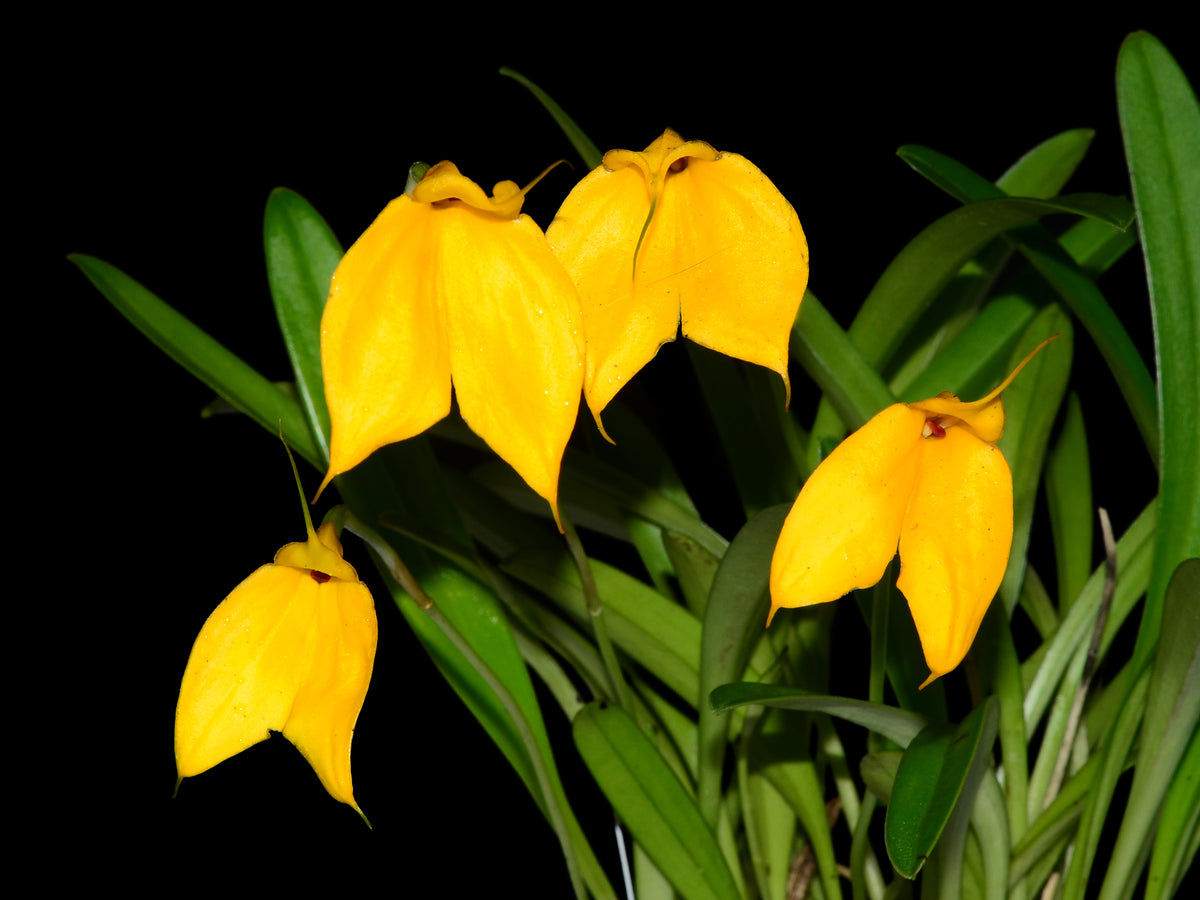 Masdevallia davisii — Ecuagenera Orquídeas del Ecuador