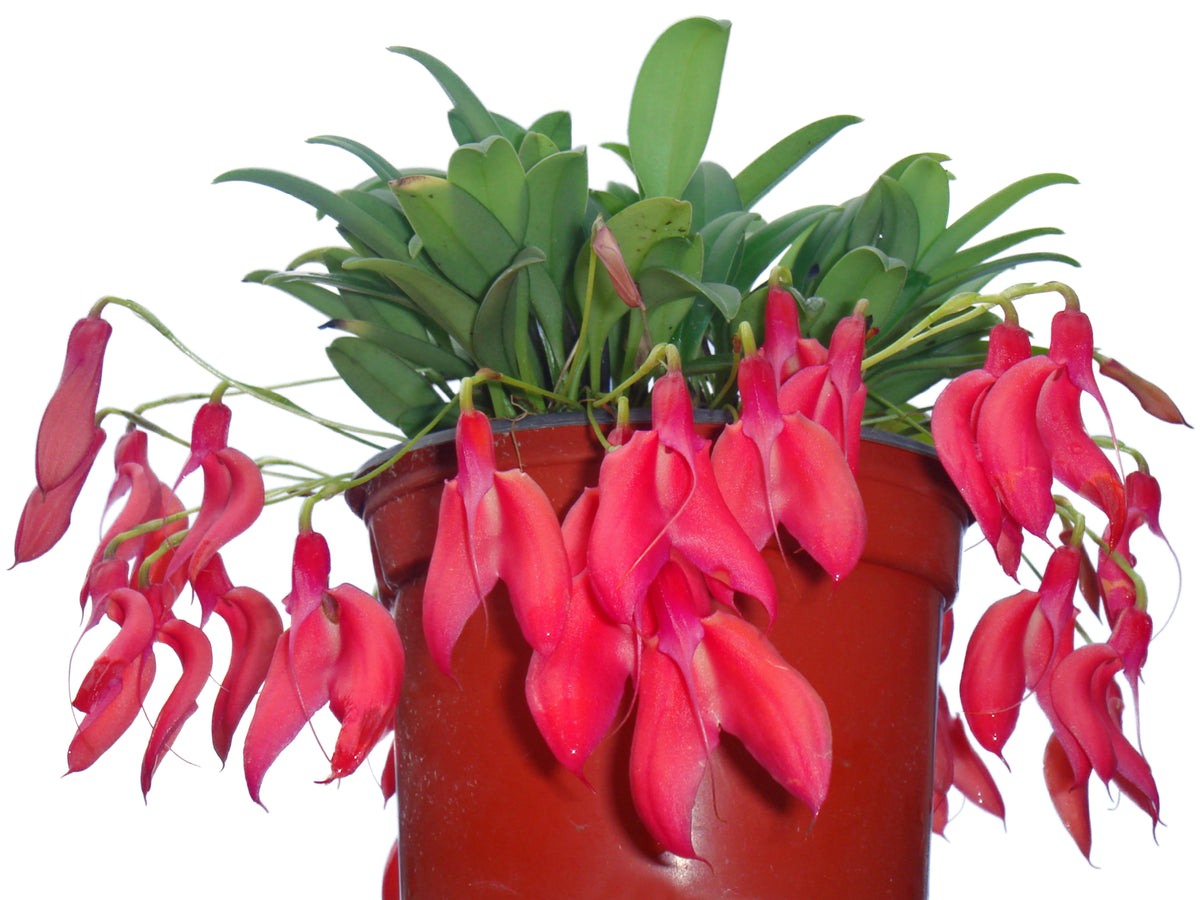 Masdevallia deformis — Ecuagenera Orquídeas del Ecuador