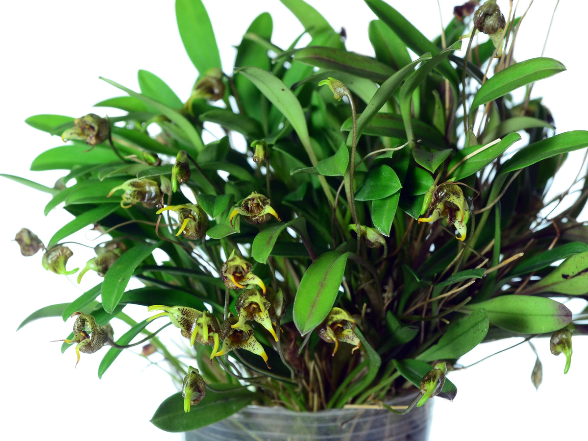 Masdevallia dynastes - Cool Growing Orchid Species — Ecuagenera ...