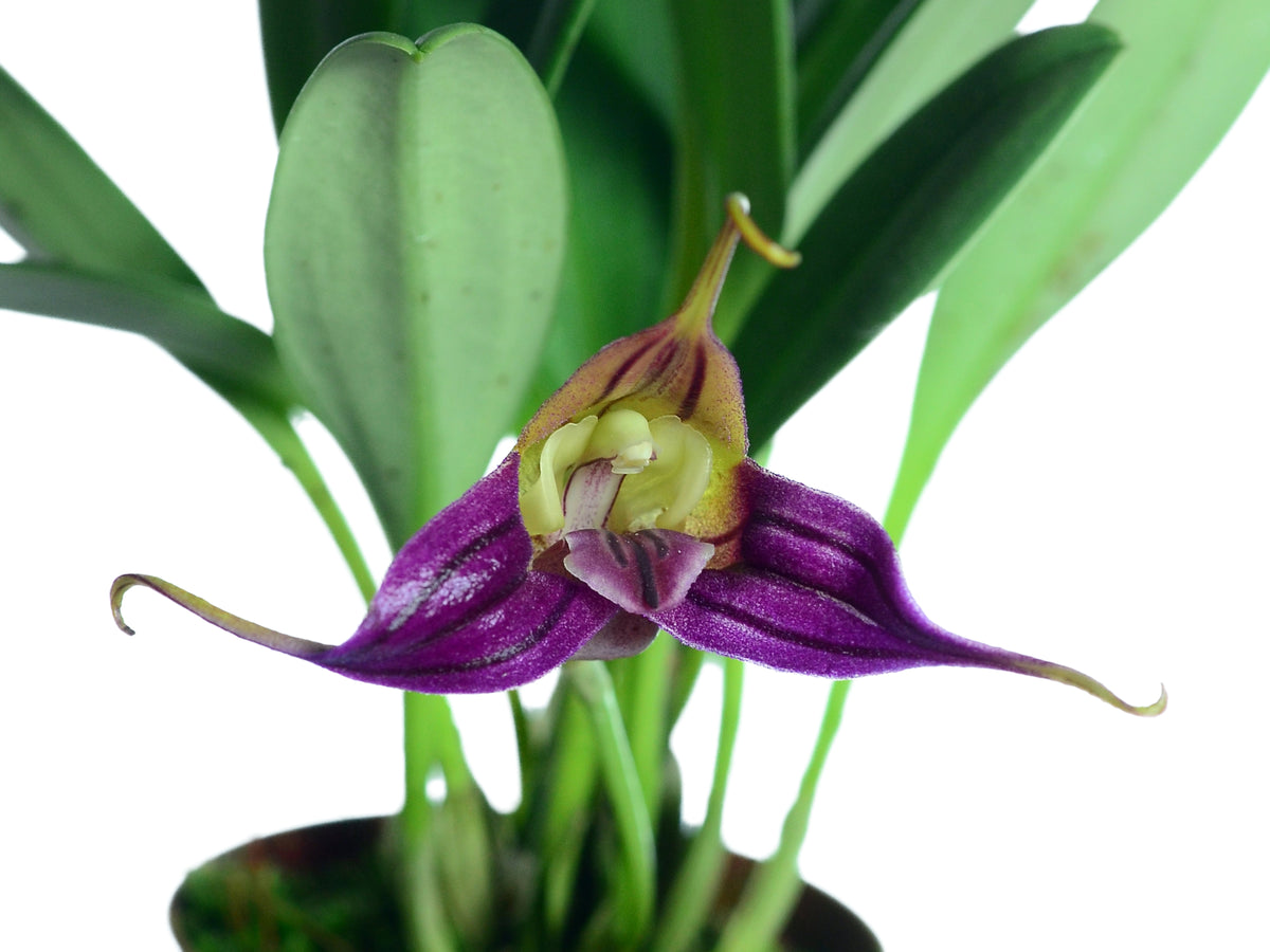 Masdevallia elegans - Cool Growing Orchid Species — Ecuagenera ...