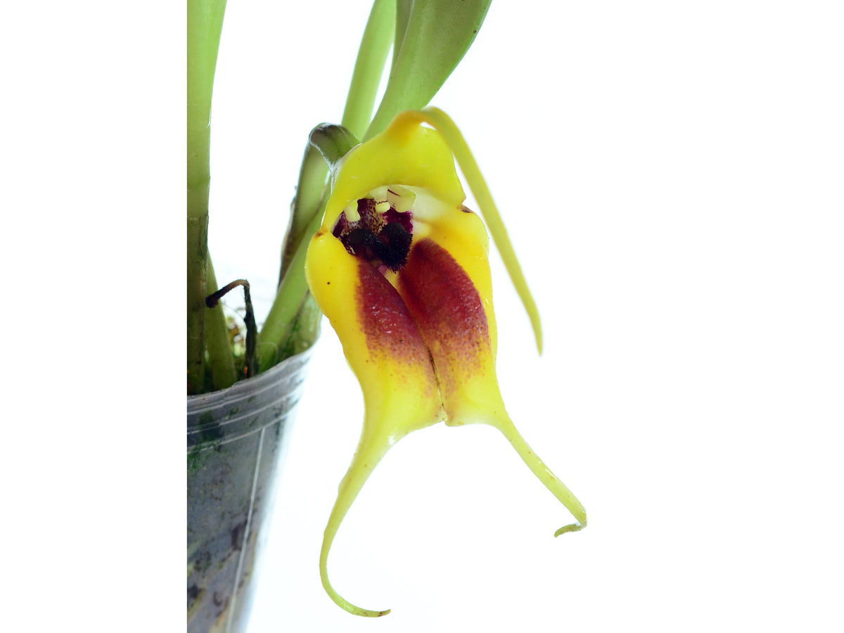 Masdevallia elephanticeps — Ecuagenera Orquídeas del Ecuador