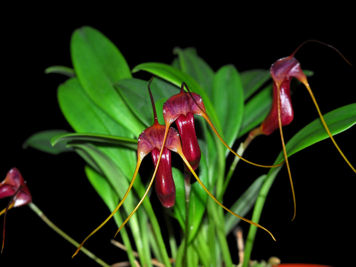 Masdevallia filaria red — Ecuagenera Orquídeas del Ecuador