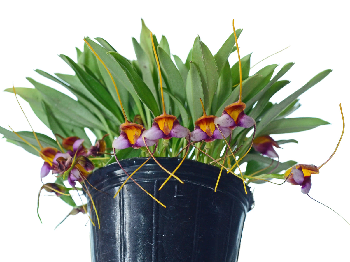 Masdevallia hartmanii - Delicate Cool Growing Orchid — Ecuagenera ...