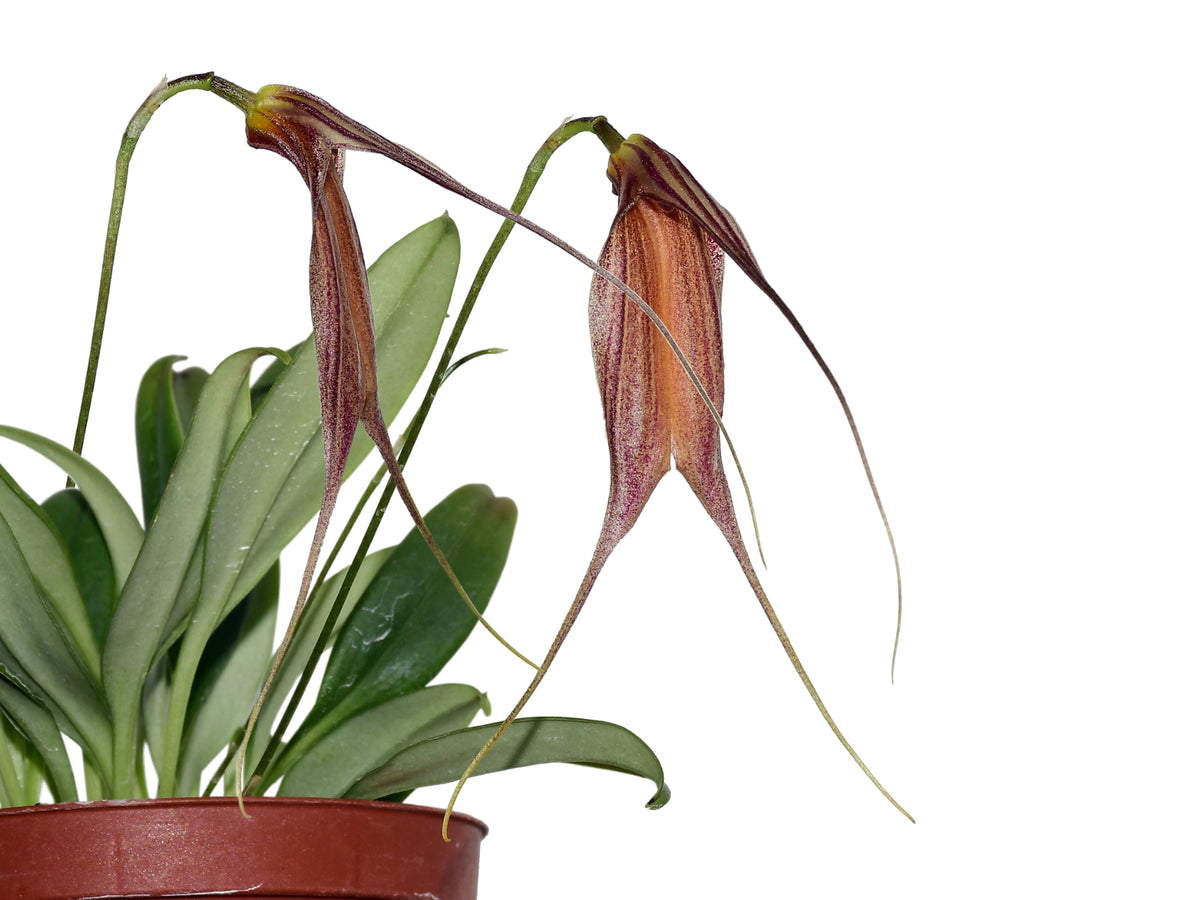 Masdevallia patula — Ecuagenera Orquídeas del Ecuador