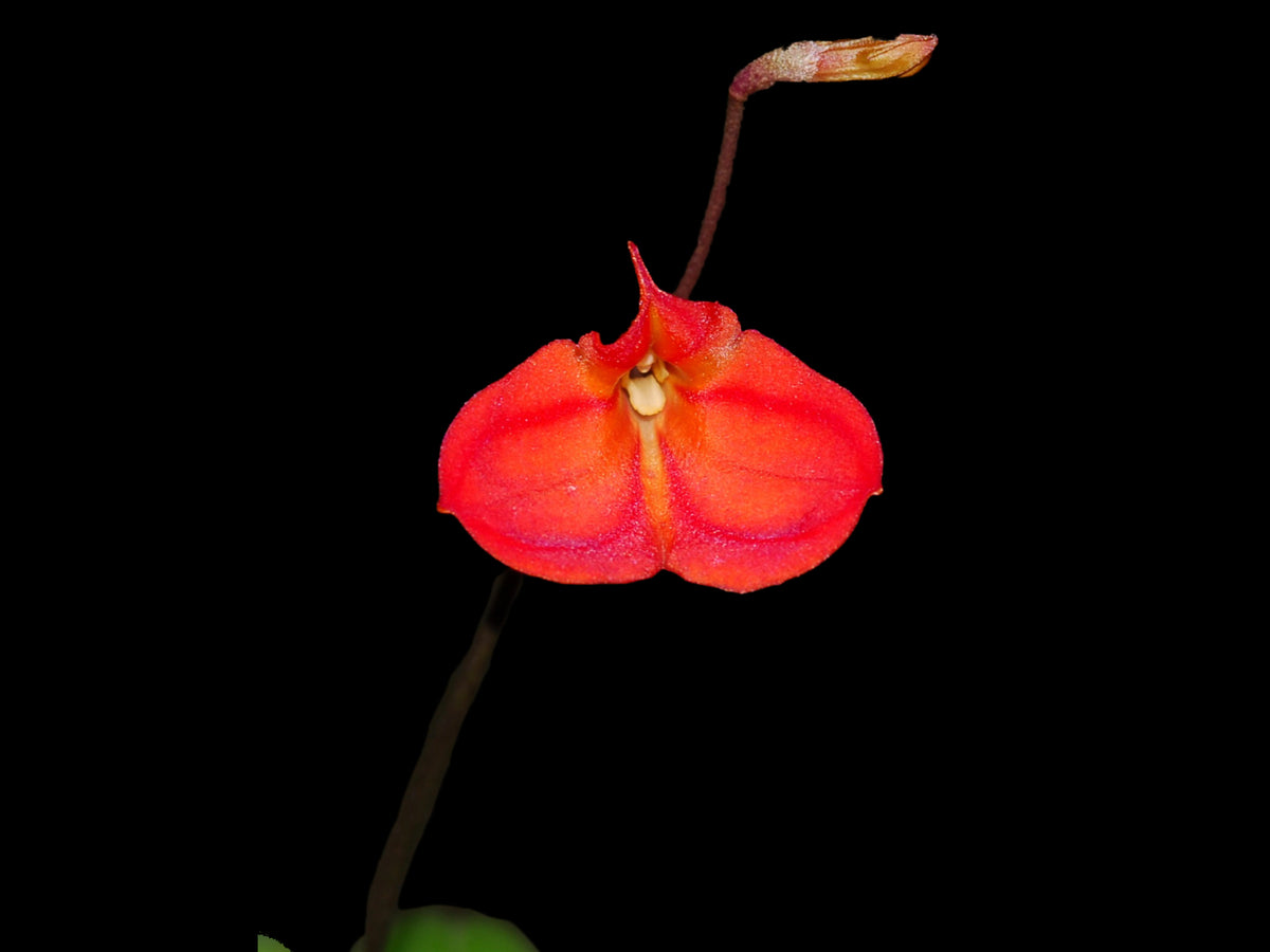 Masdevallia racemosa — Ecuagenera Orquídeas del Ecuador