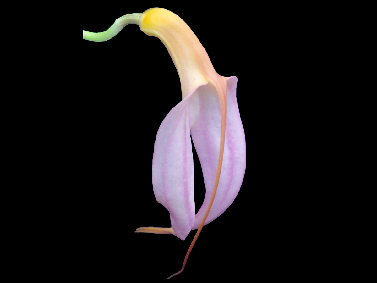 Masdevallia rosea semialba — Ecuagenera Orquídeas del Ecuador