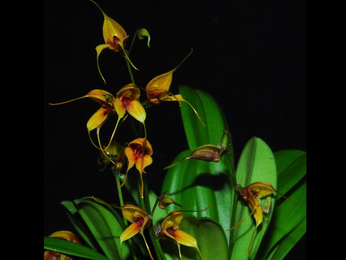 Masdevallia staaliana 'Yellow' — Ecuagenera Orquídeas del Ecuador