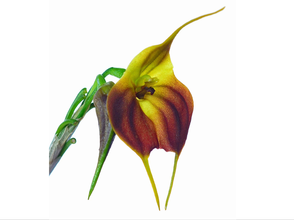 Masdevallia venus — Ecuagenera Orquídeas del Ecuador
