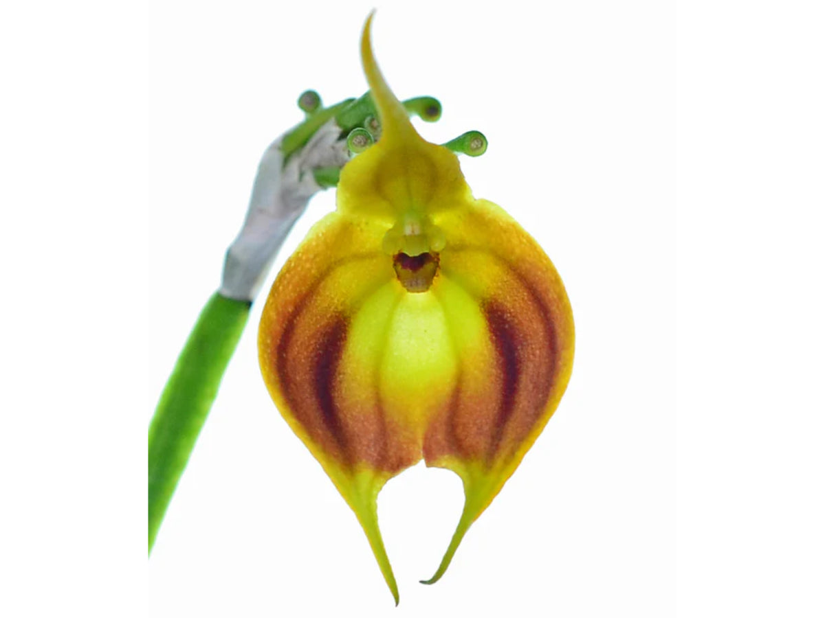 Masdevallia venus radiante — Ecuagenera Orquídeas del Ecuador