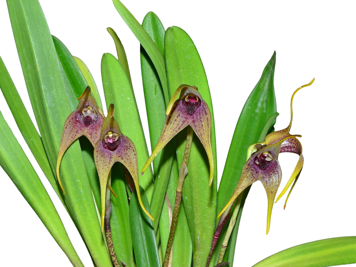 Masdevallia bonplandii - Cool Growing Orchid from Ecuador — Ecuagenera ...