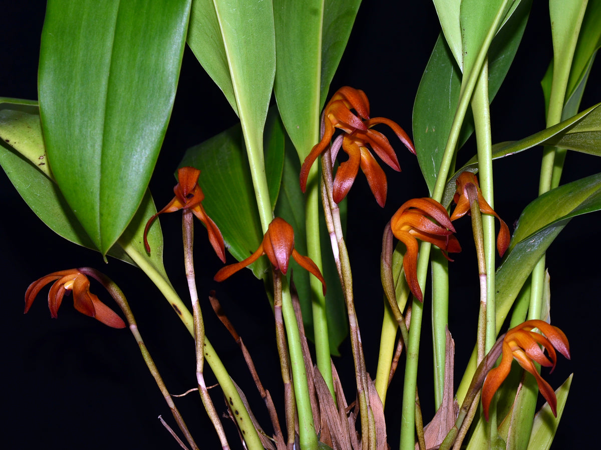 Maxillaria calantha v amarillenta — Ecuagenera Orquídeas del Ecuador