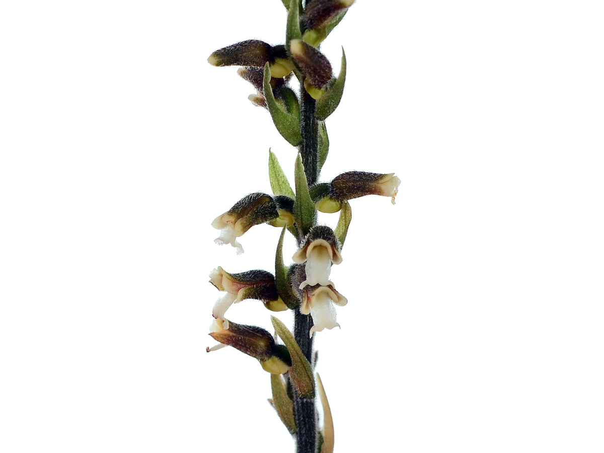 Microchilus erythrodoides — Ecuagenera Orquídeas del Ecuador