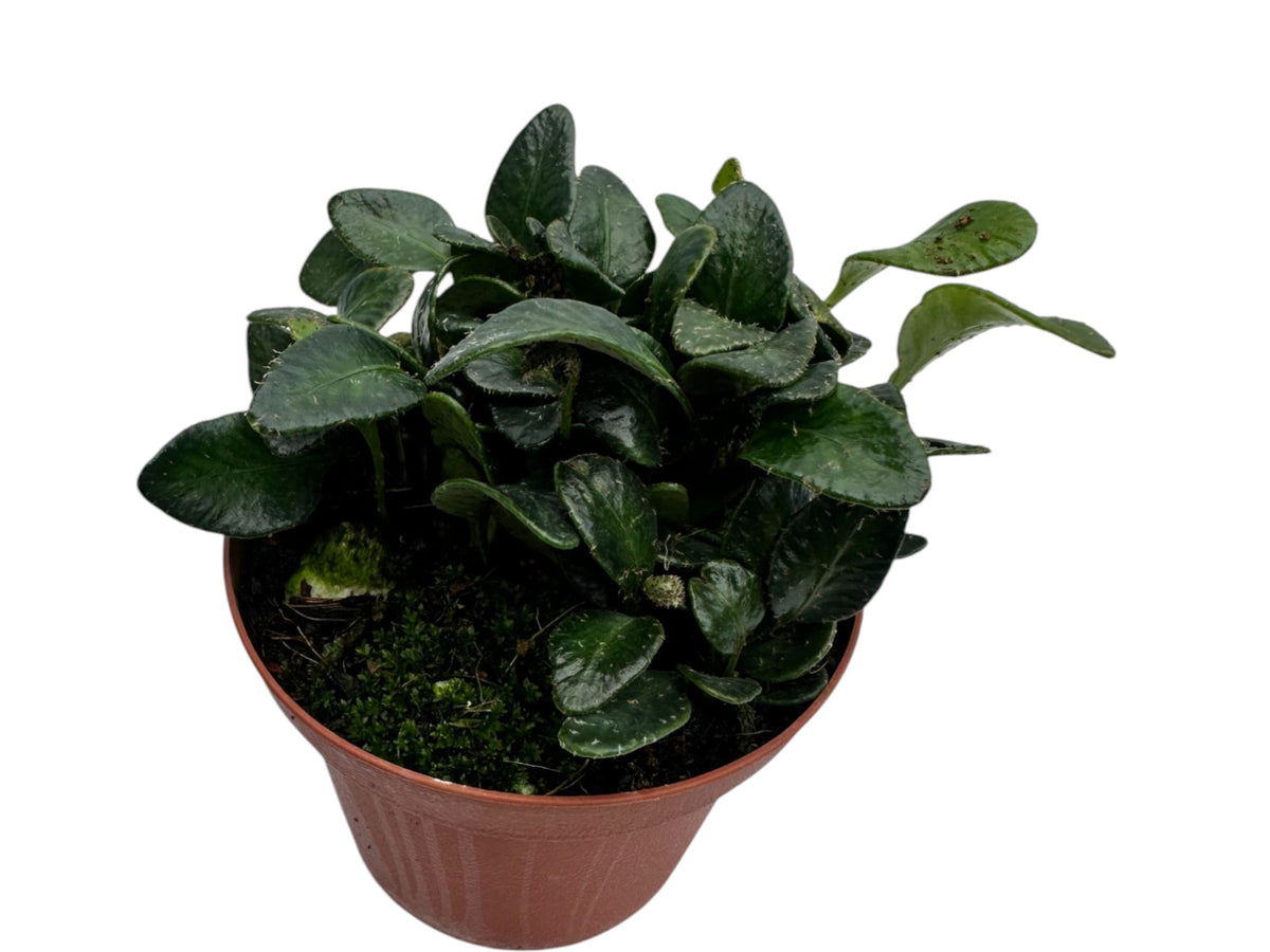 Microgramma nana cf — Ecuagenera Orquídeas del Ecuador