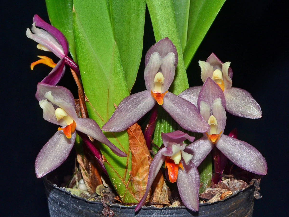 Mormolyca richii — Ecuagenera Orquídeas del Ecuador