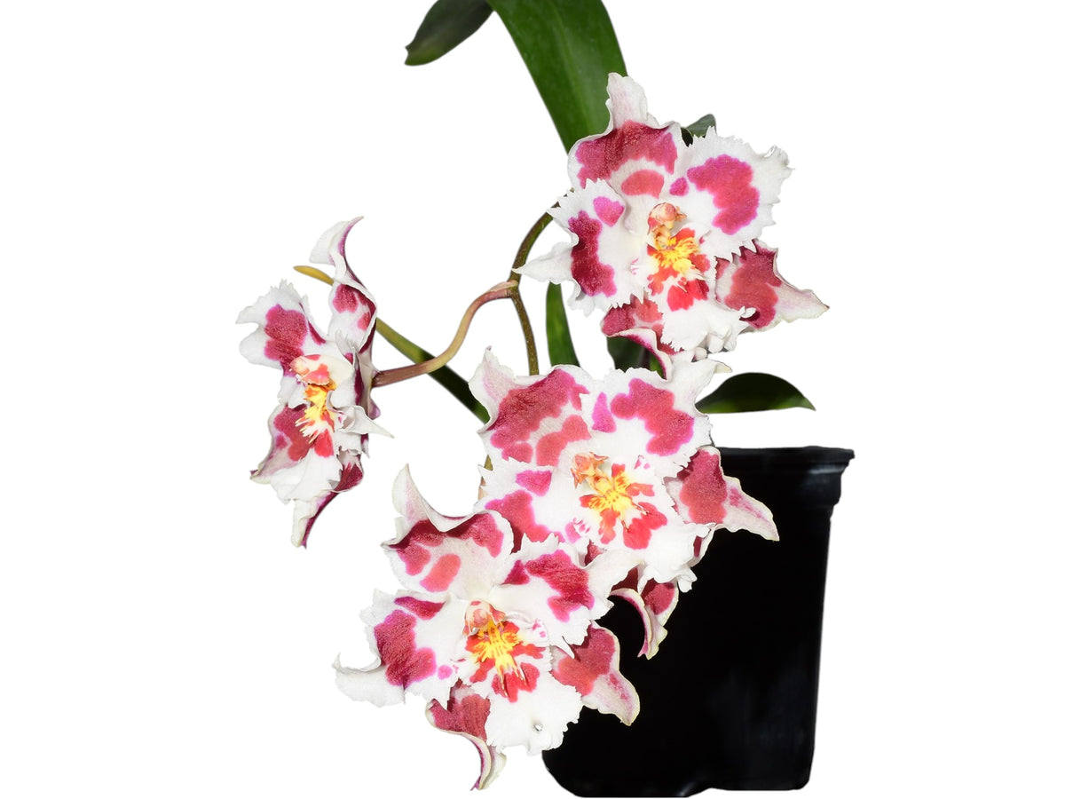 Odontonia Yellow Parade 'Alpine' x Odontoglossum Mont Fallu 'Patience ...