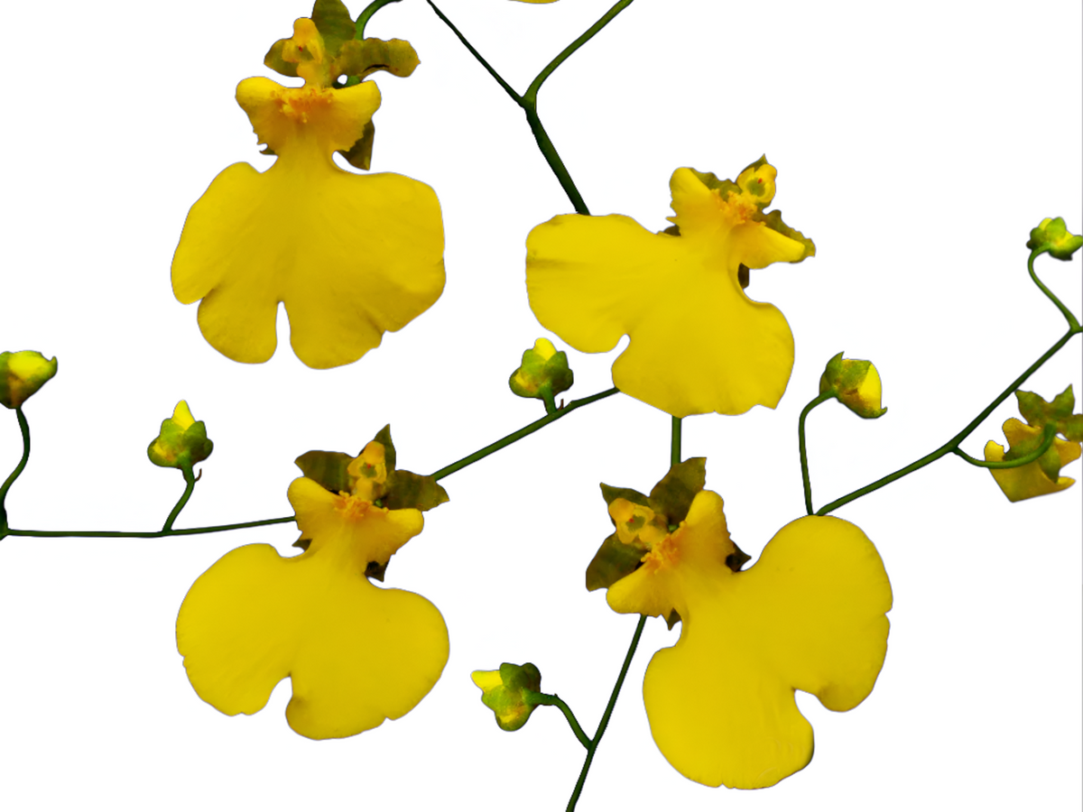 Oncidesa Sweet Sugar 'Lemon Drop' – Dancing Lady Oncidium Alliance ...
