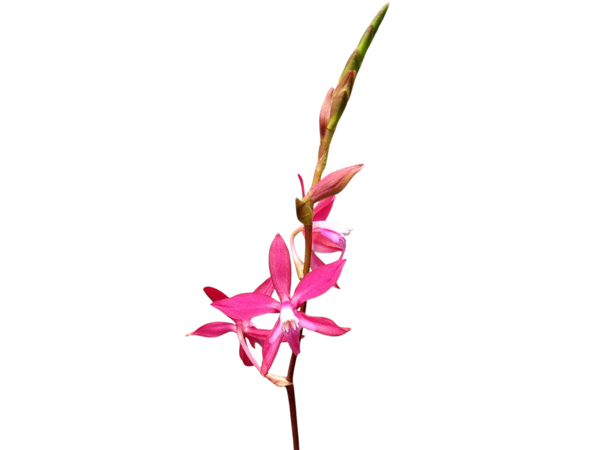 Oncidium Ecuagenera Sunset — Ecuagenera Orquídeas del Ecuador