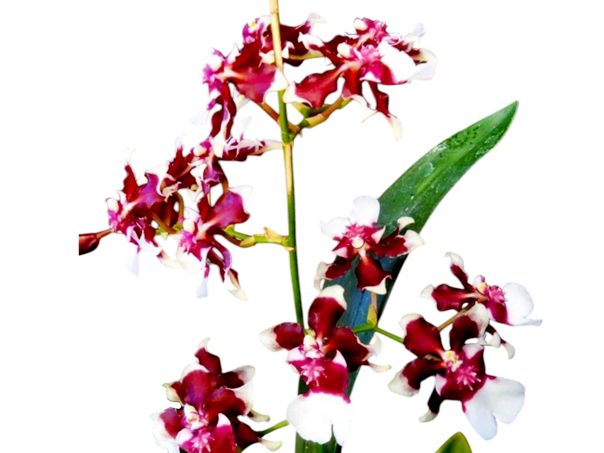 Oncidium Heaven Scent 'Redolence' — Ecuagenera Orquídeas del Ecuador