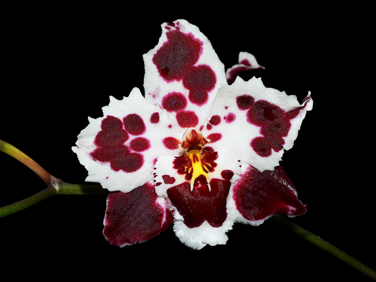 Oncidium Nationhood 'Pink Brillante' – Intermediate Cool Hybrid Orchid ...