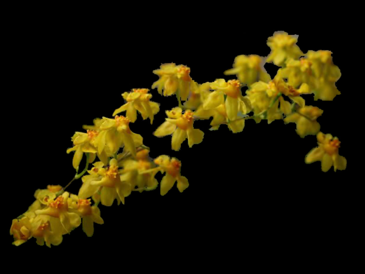 Oncidium Twinkle 'Yellow Fantasy' — Ecuagenera Orquídeas del Ecuador