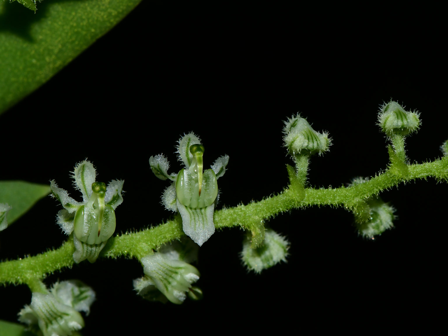 Ornithocephalus — Ecuagenera Orquídeas del Ecuador