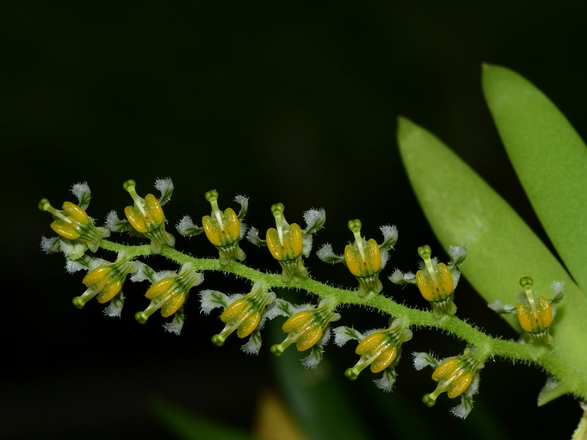 Ornithocephalus ciliatus — Ecuagenera Orquídeas del Ecuador