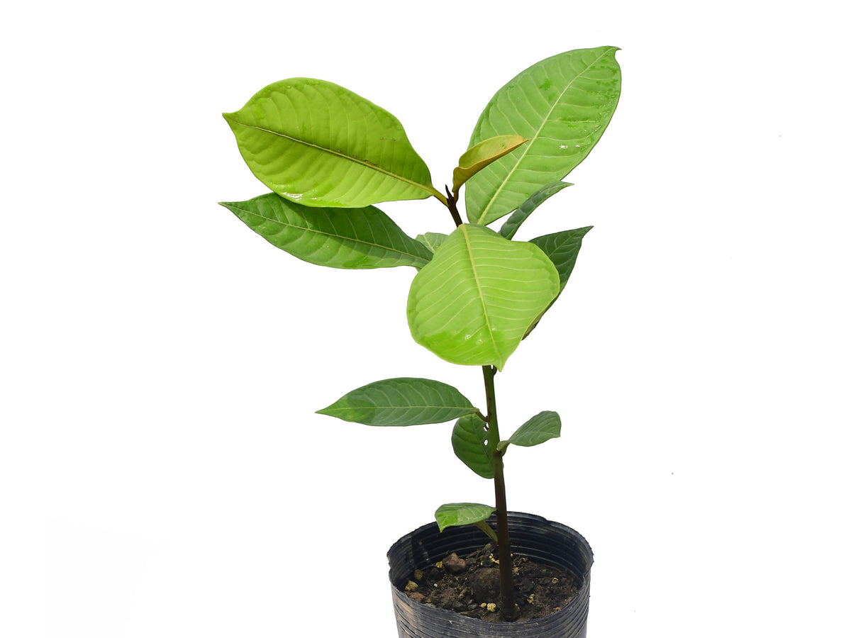 Otoba parvifolia — Ecuagenera Orquídeas del Ecuador