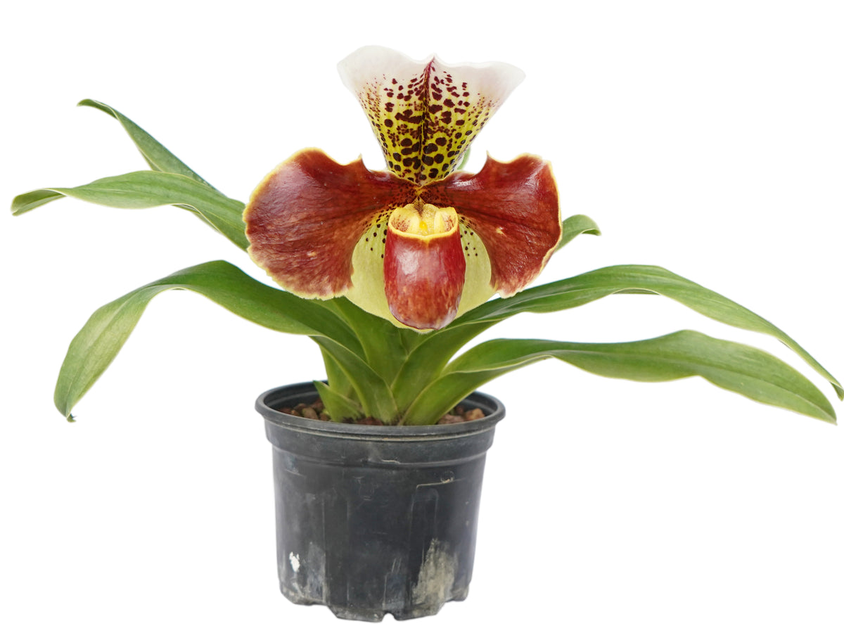 Paphiopedilum Cocoa Motto Kitty x Paph. Cocoa Kimura Sholt — Ecuagenera ...