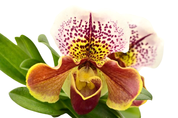 Paphiopedilum Cocoa Motto Elect x Paph. Enzan Crown Tree — Ecuagenera ...