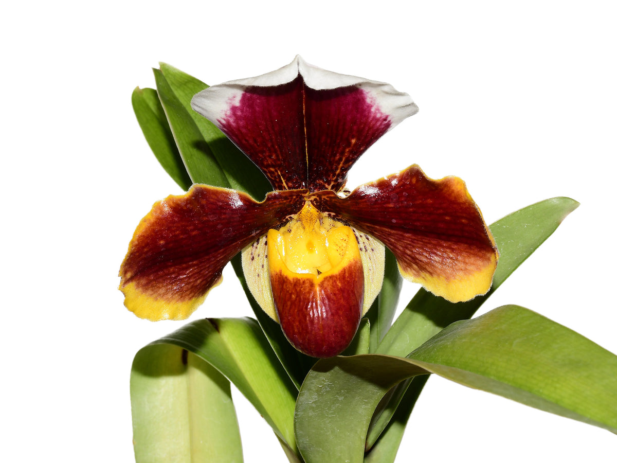 Paphiopedilum Cocoa Robcrown x Paph. Cocoa Motto Kitty — Ecuagenera ...