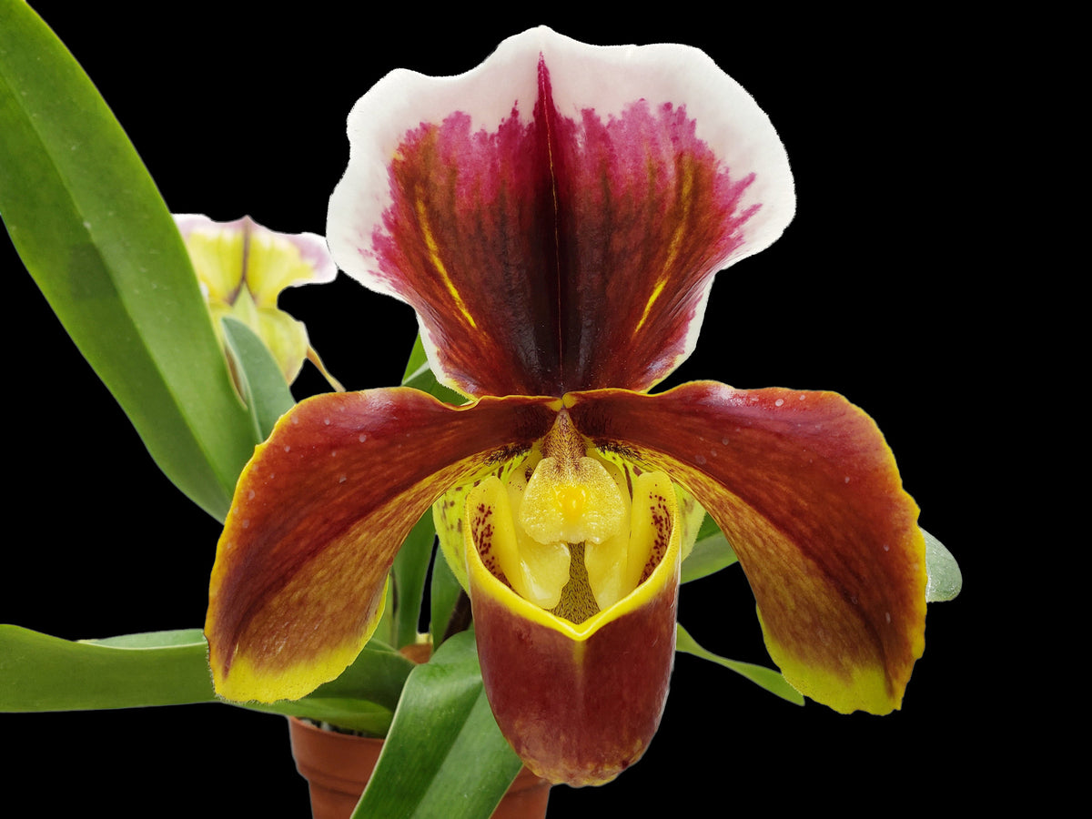 Paphiopedilum Cocoa Rose — Ecuagenera Orquídeas del Ecuador