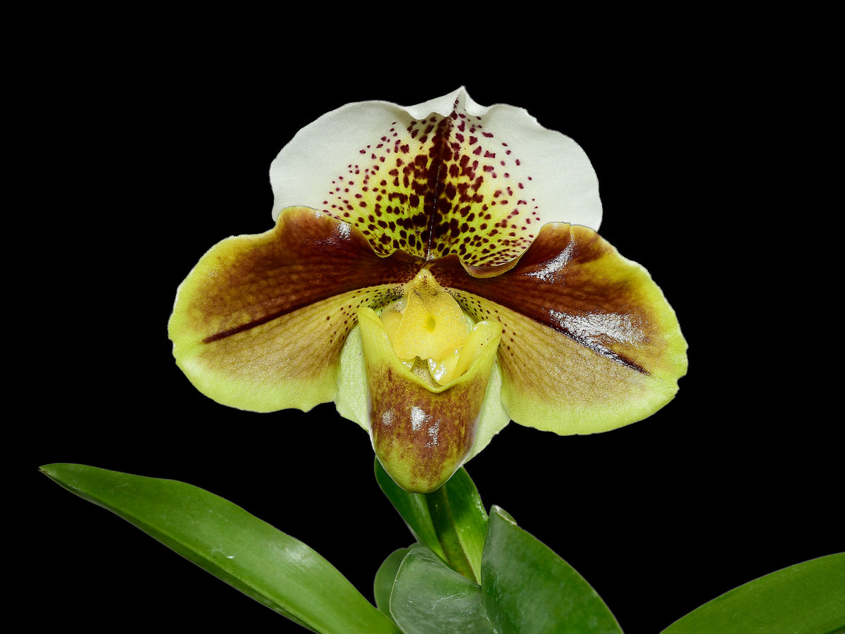 Paphiopedilum Cocoa Star Hunting — Ecuagenera Orquídeas del Ecuador