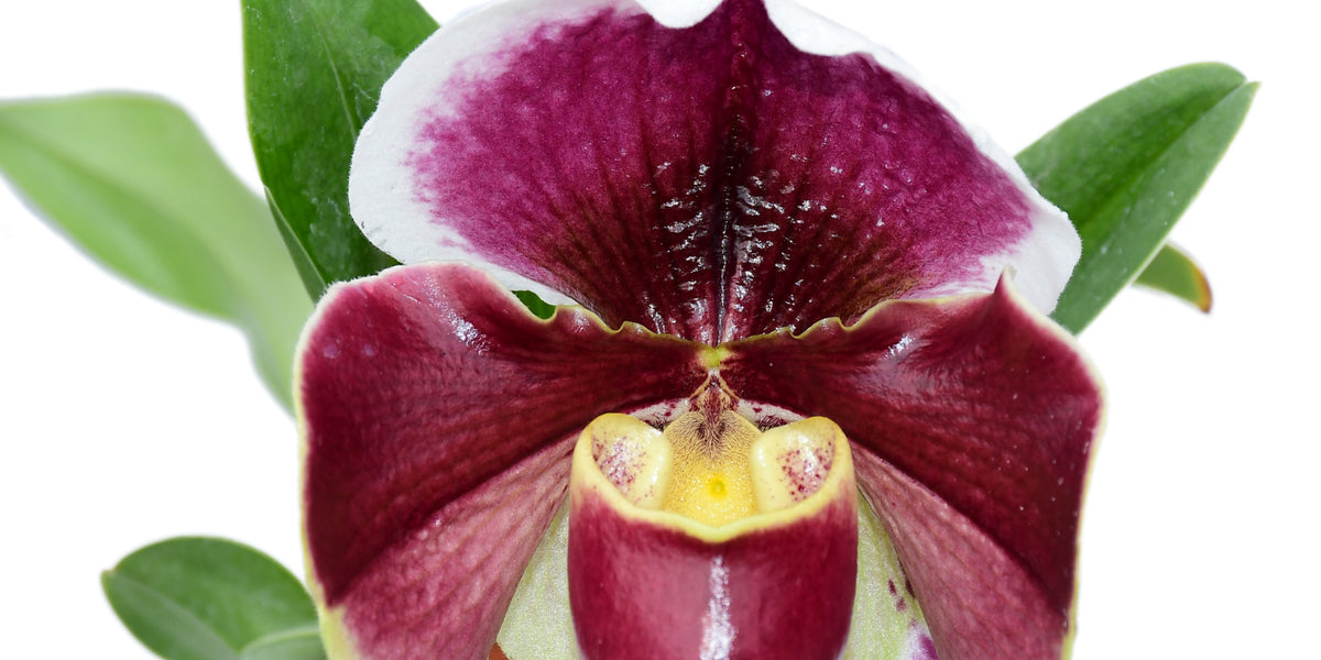 Paphiopedilum Cocoa Victoria — Ecuagenera Orquídeas del Ecuador