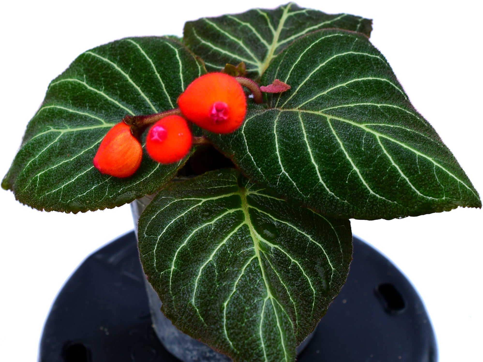 Pearcea — Ecuagenera Orquídeas del Ecuador