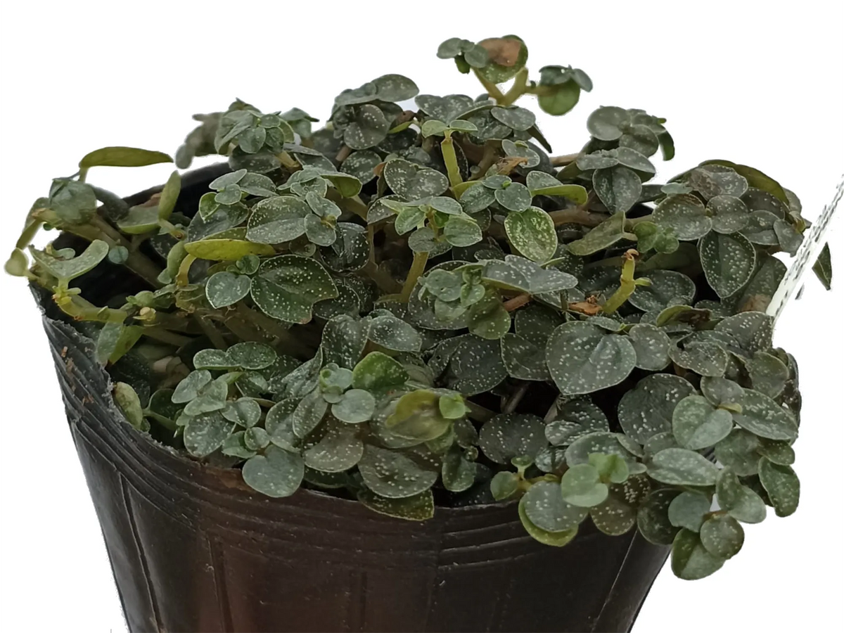 Peperomia antoniana — Ecuagenera Orquídeas del Ecuador