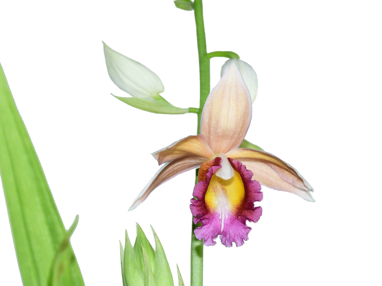 Phaius — Ecuagenera Orquídeas del Ecuador