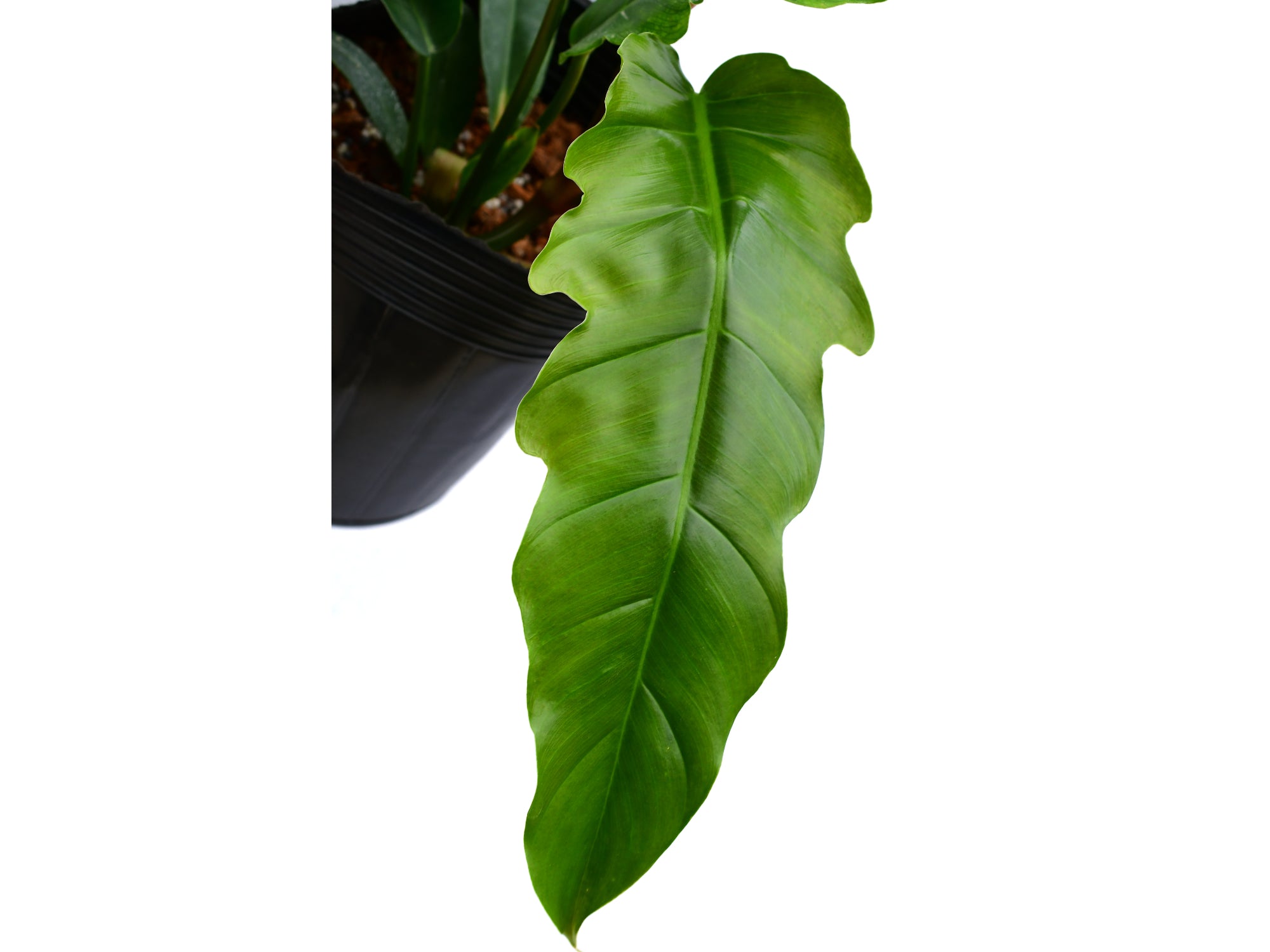 Philodendron Angel Eyes — Ecuagenera Orquídeas del Ecuador
