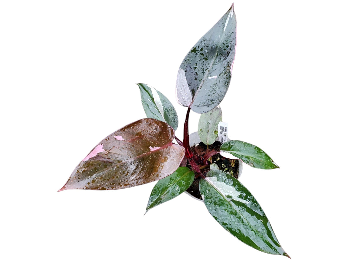 Philodendron Pink Princess 'Galaxy' — Ecuagenera Orquídeas del Ecuador