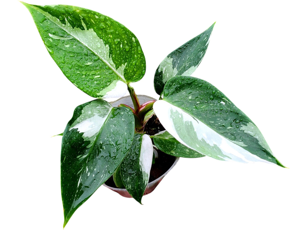 Philodendron White Princess 'Galaxy' — Ecuagenera Orquídeas del Ecuador