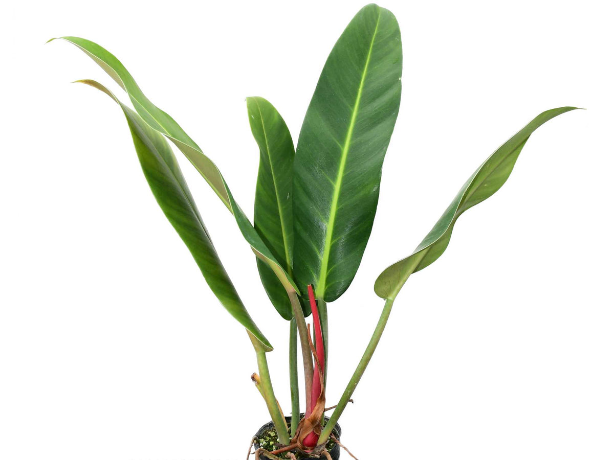 Philodendron linnaei purple — Ecuagenera Orquídeas del Ecuador